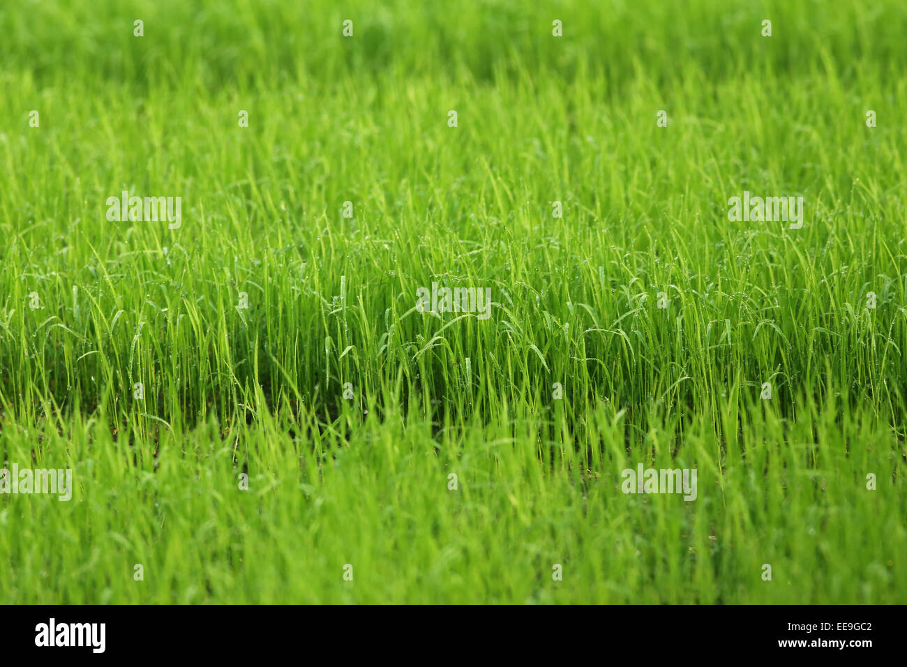 Green paddy seedlings in Bangladesh Stock Photo - Alamy