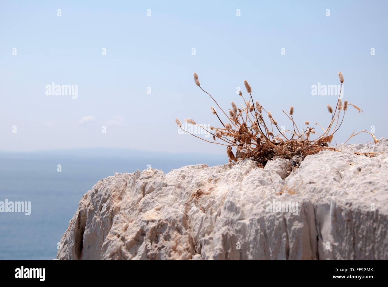 Shoal brushwood alone in the rock with sea and sky behind in Sardinian ...