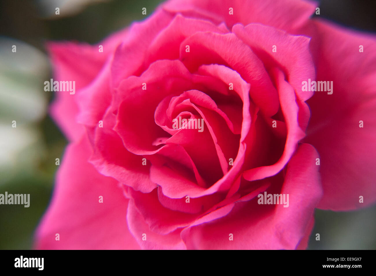 Roses display plant centre hi-res stock photography and images - Alamy