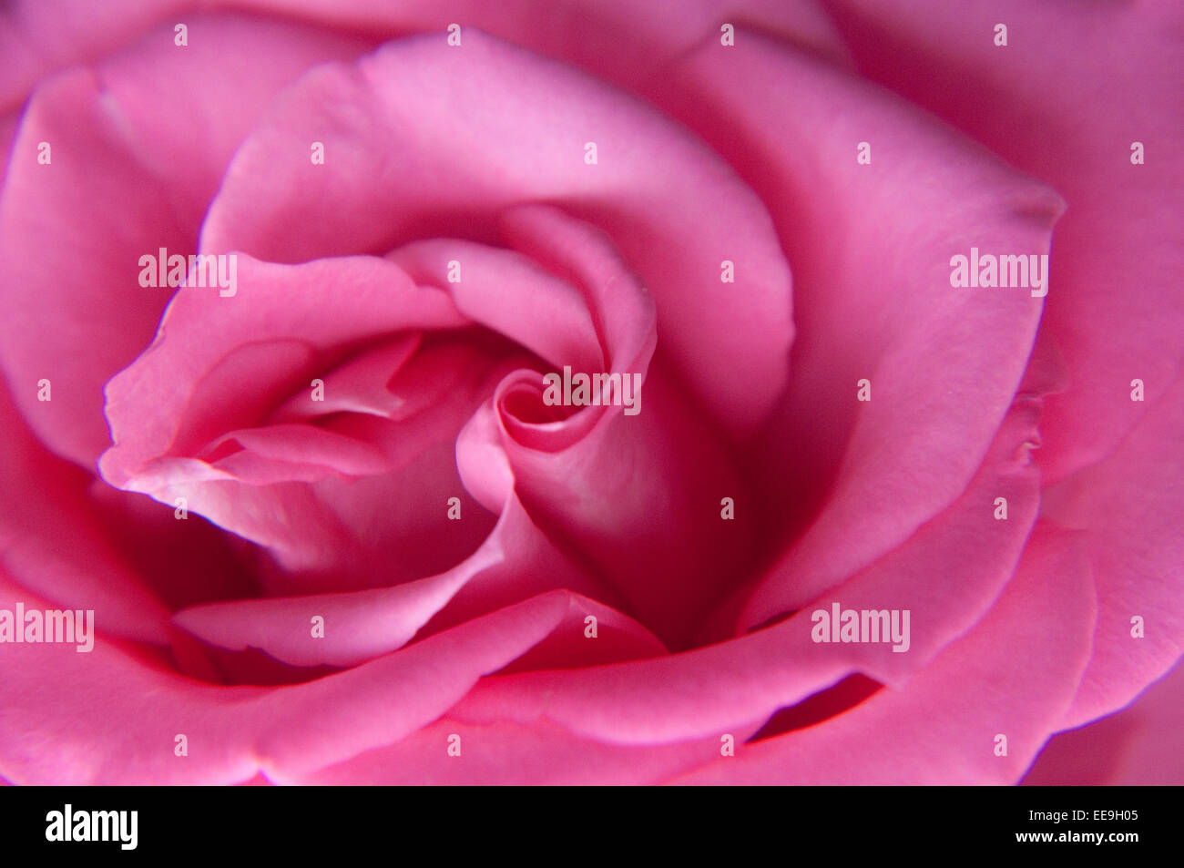 Close up of a pretty pink rose Stock Photo - Alamy