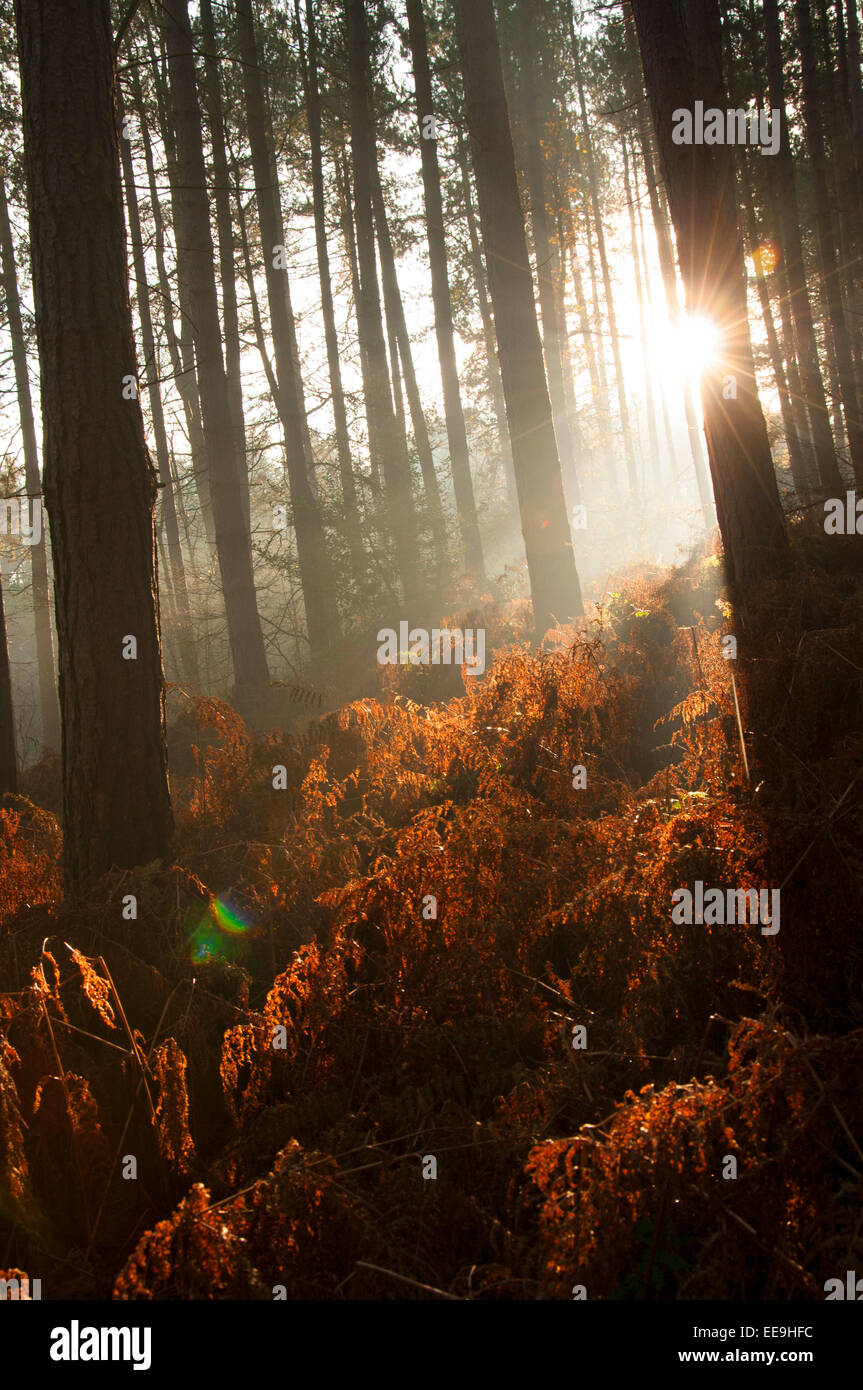 Nottm forest hi-res stock photography and images - Alamy