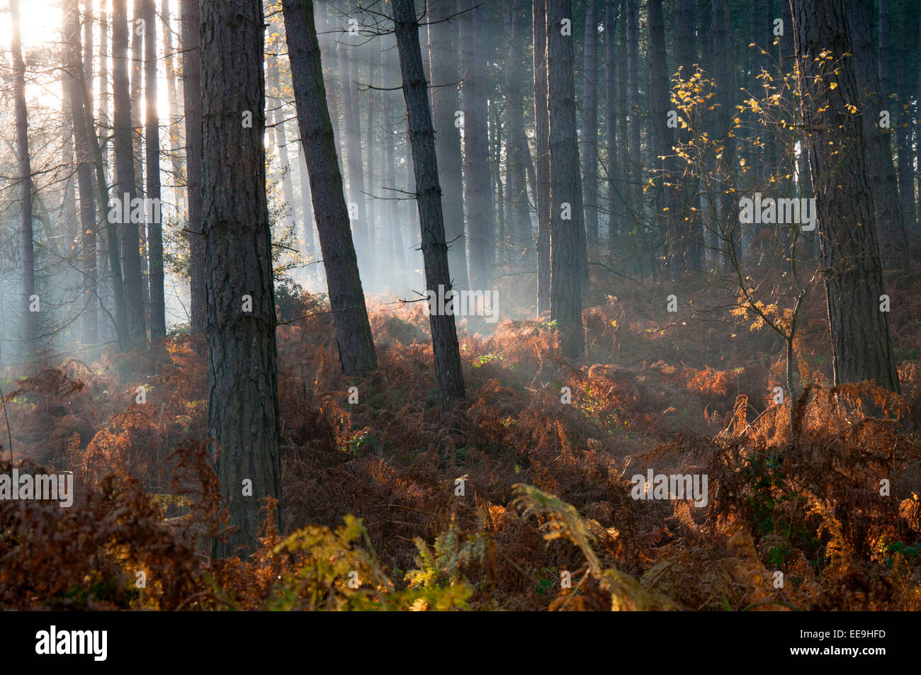 Nottm forest hi-res stock photography and images - Alamy