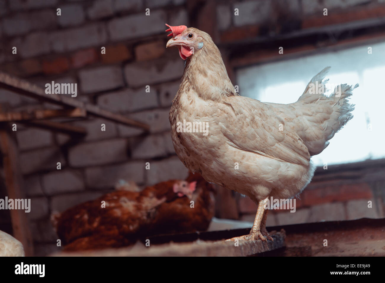 Three chickens. Element of design Stock Photo - Alamy