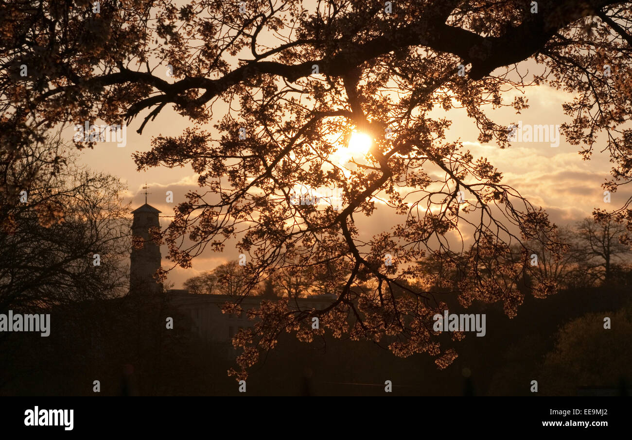 Sunset through a blossom filled tree at Highfields University Park in ...