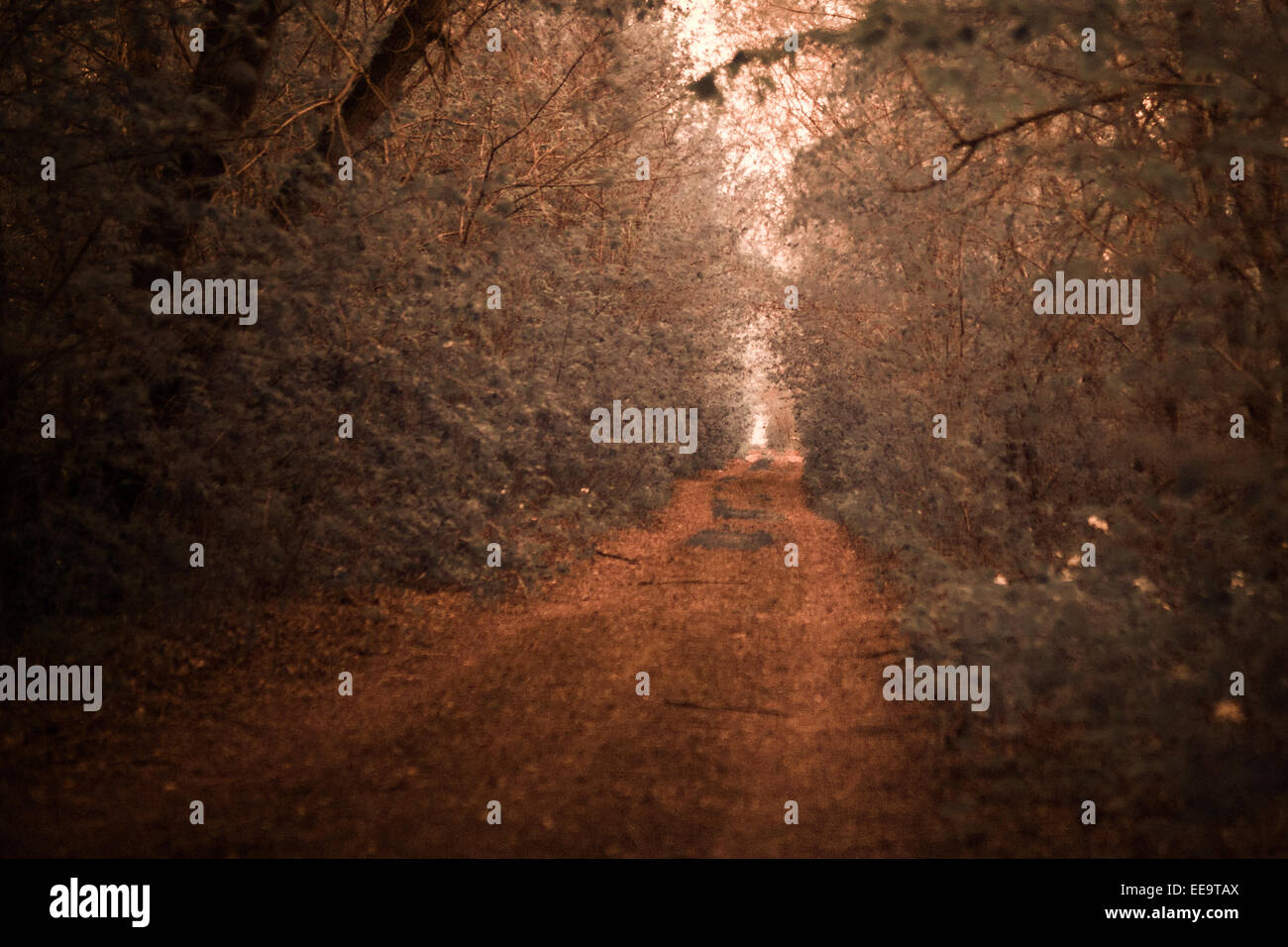 Canopy trees plantation road hi-res stock photography and images - Alamy