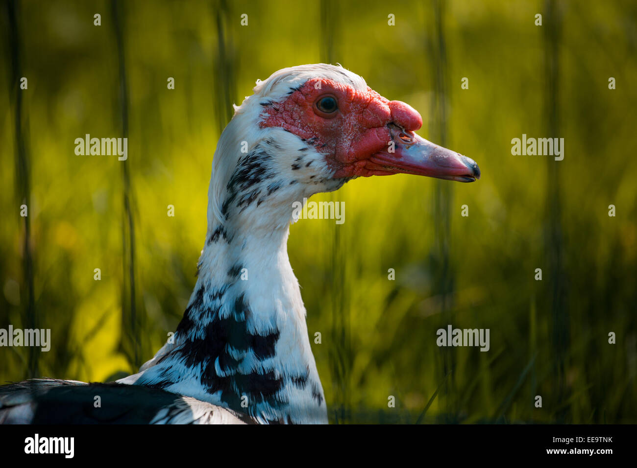 Red faced muscovy duck hi-res stock photography and images - Alamy