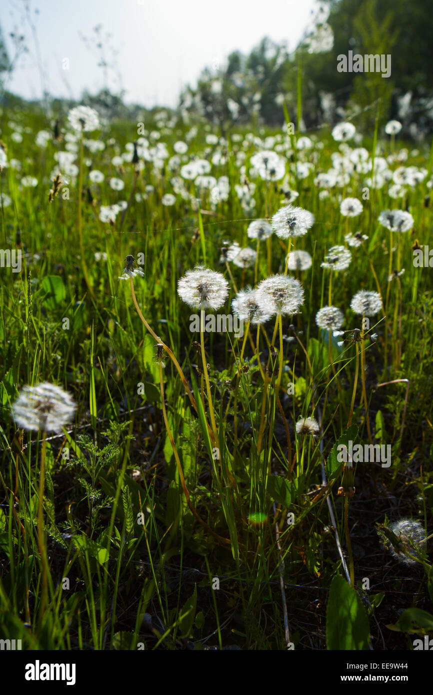 spring background Stock Photo - Alamy