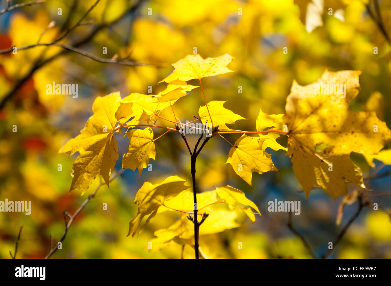 Close up of golden autumn leaves Stock Photo - Alamy