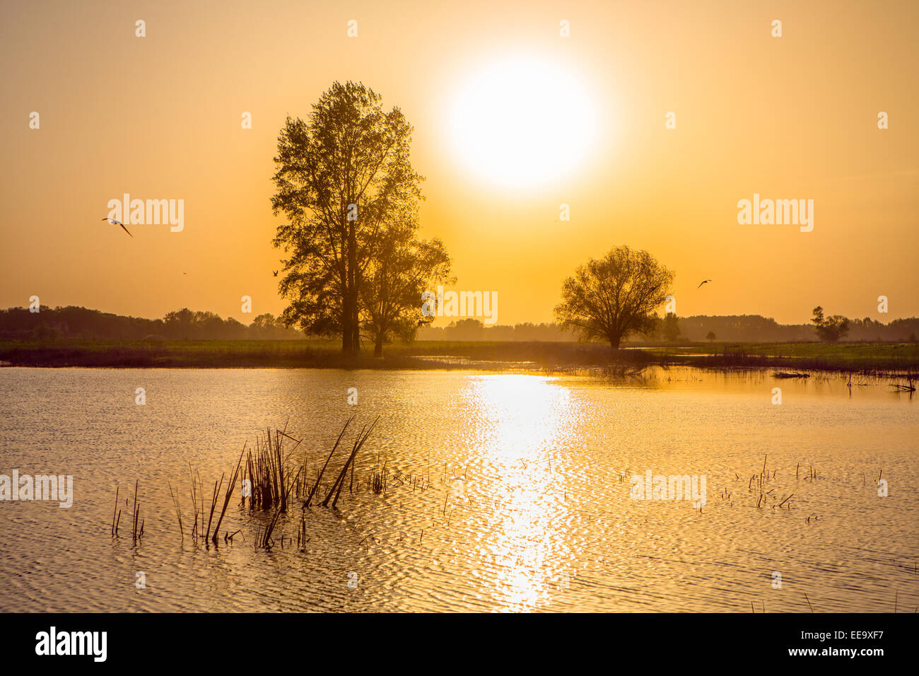 field on sunset Stock Photo - Alamy