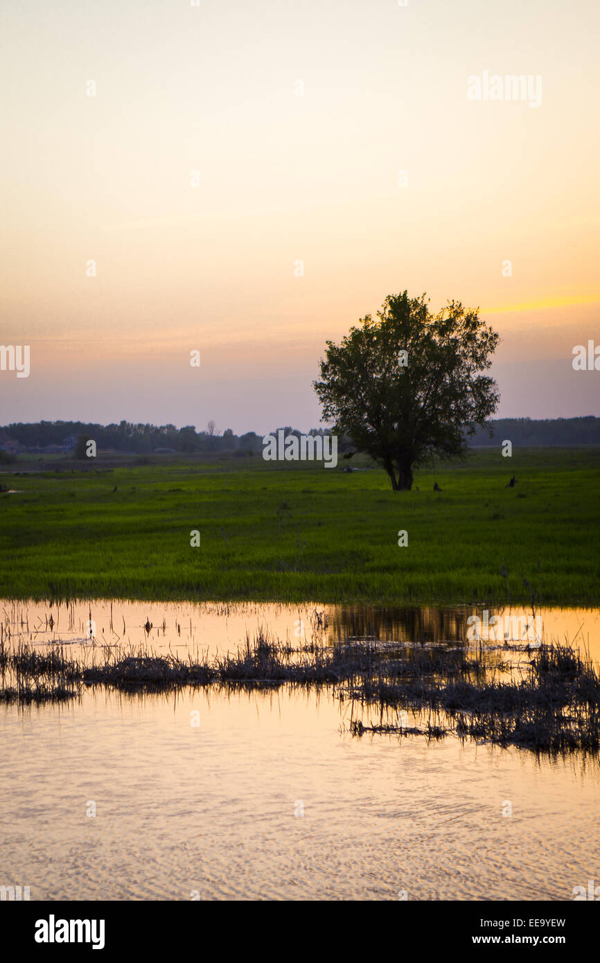 Beautiful sunset over wild forest hi-res stock photography and images ...