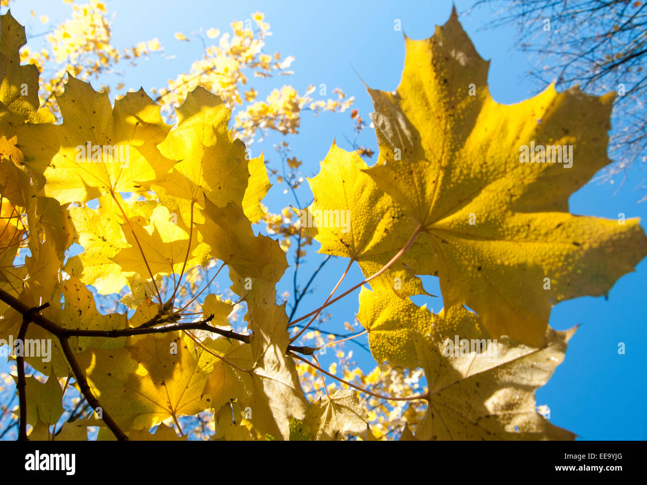 Close up of golden autumn leaves Stock Photo - Alamy
