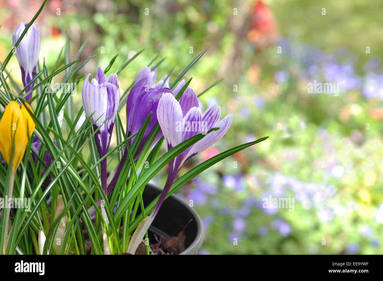 Various colored crocus hi-res stock photography and images - Alamy