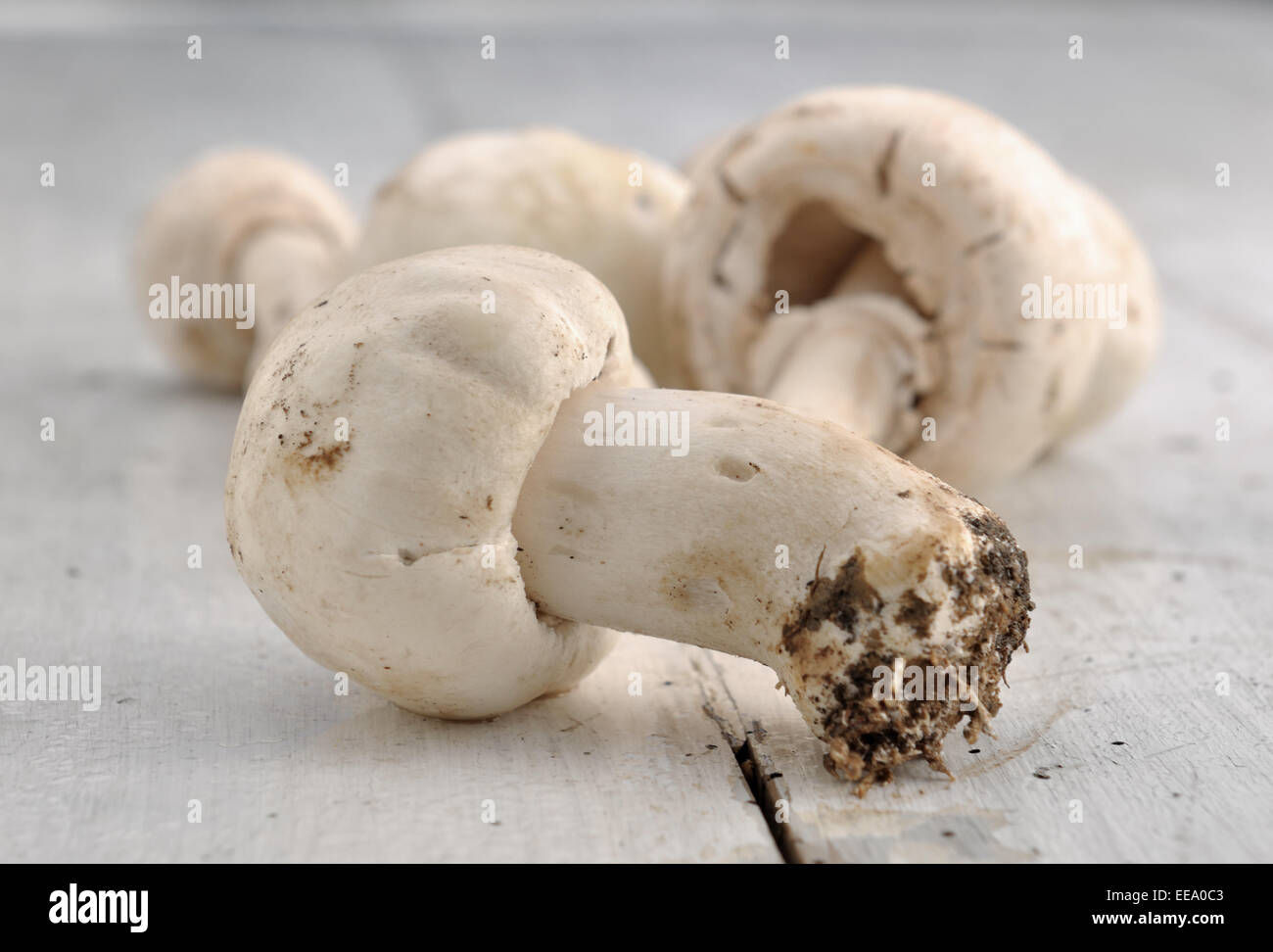 Paris mushrooms hi-res stock photography and images - Alamy
