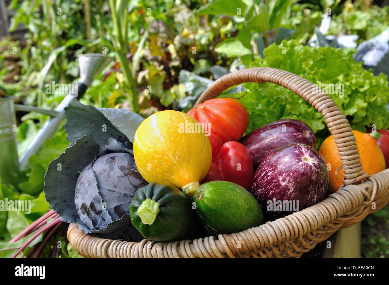 colorful vegetables in basket placed in a vegetable garden Stock Photo ...