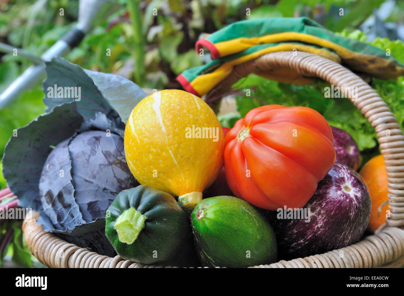 colorful and beautiful vegetables in basket in a vegetable garden Stock ...