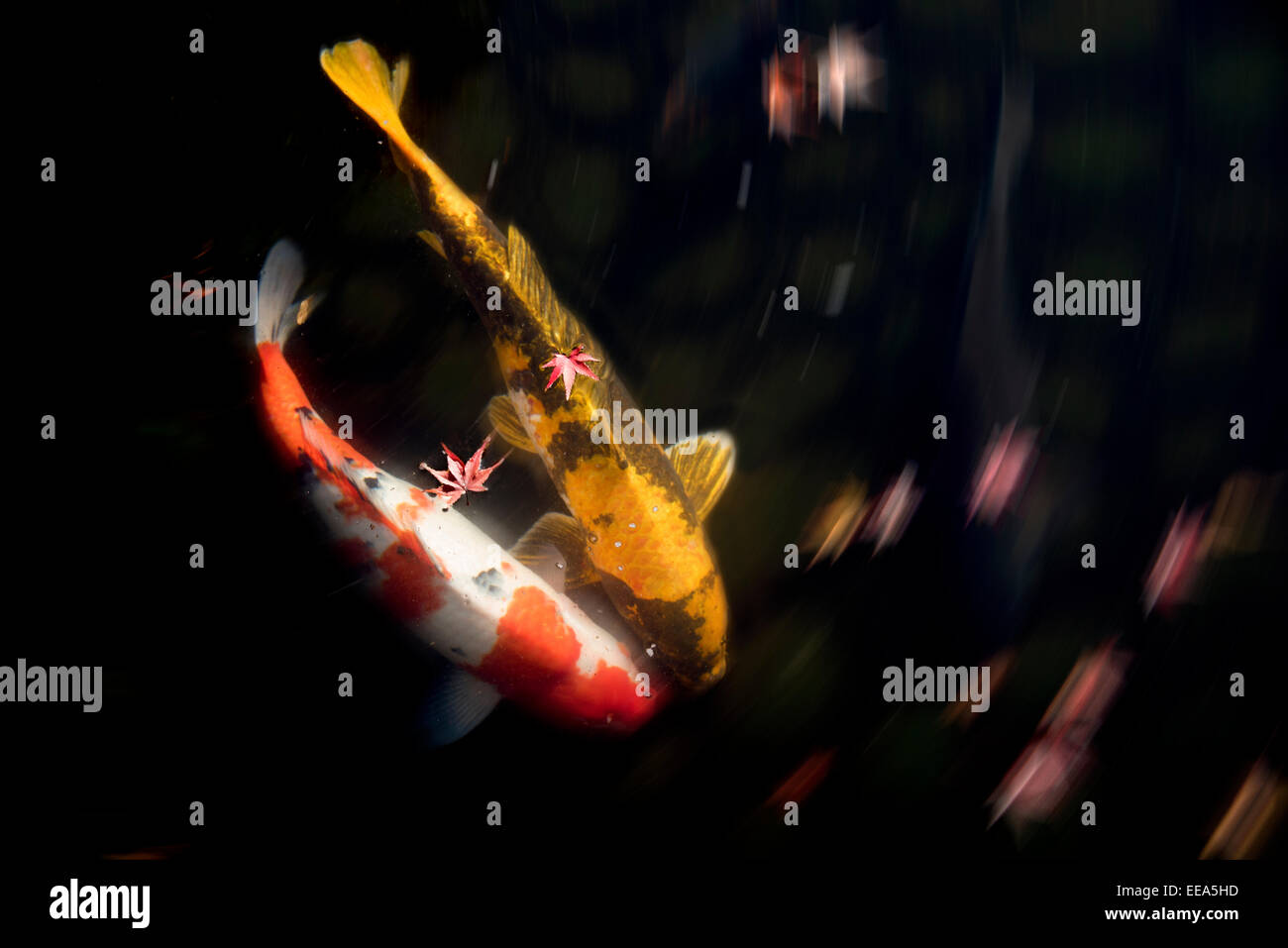 Specimen carp hi-res stock photography and images - Alamy