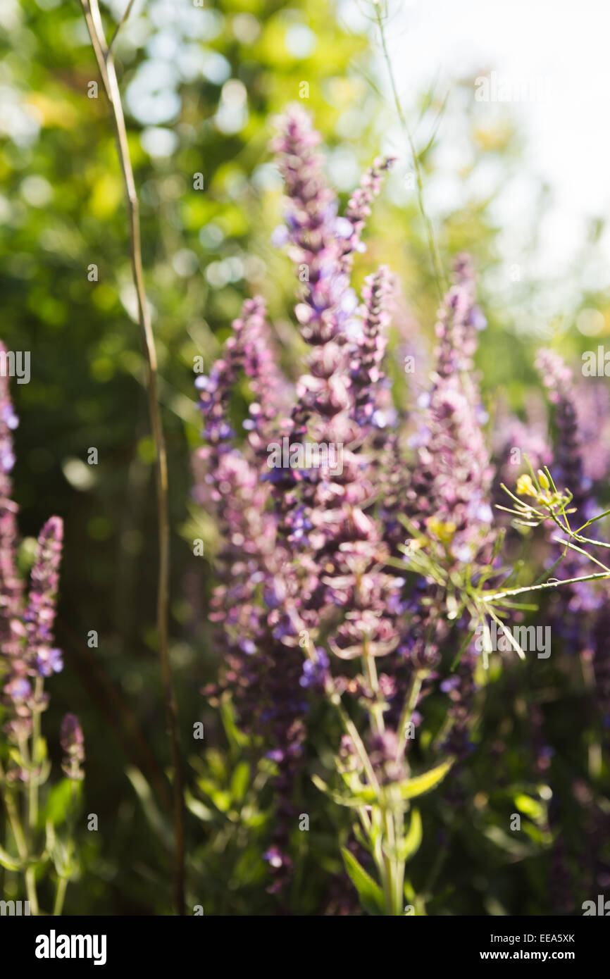 Lavender floral background Stock Photo - Alamy