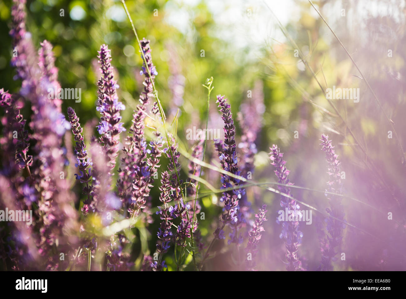Lavender floral background Stock Photo - Alamy