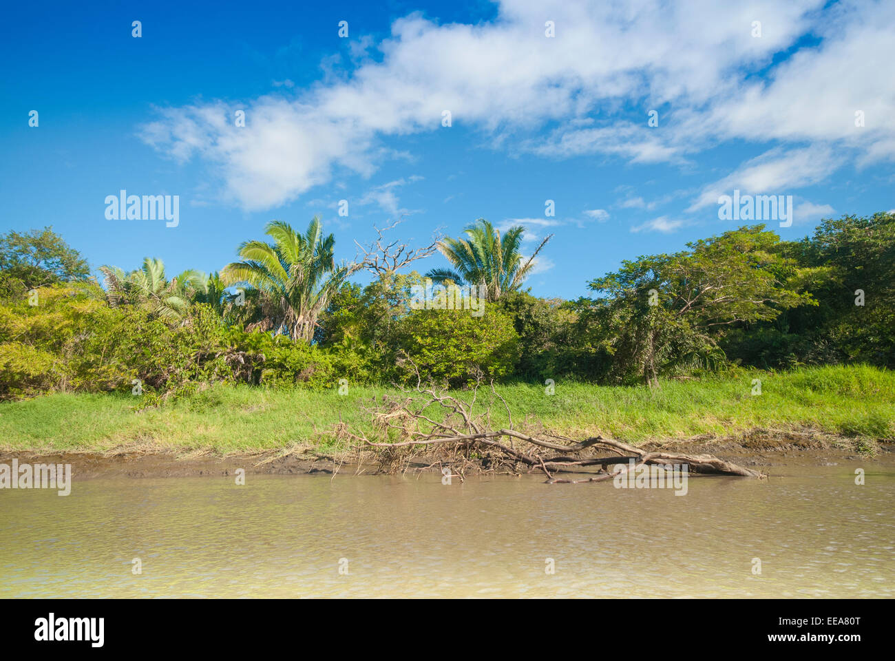 Tempisque river in Costa Rica Stock Photo - Alamy