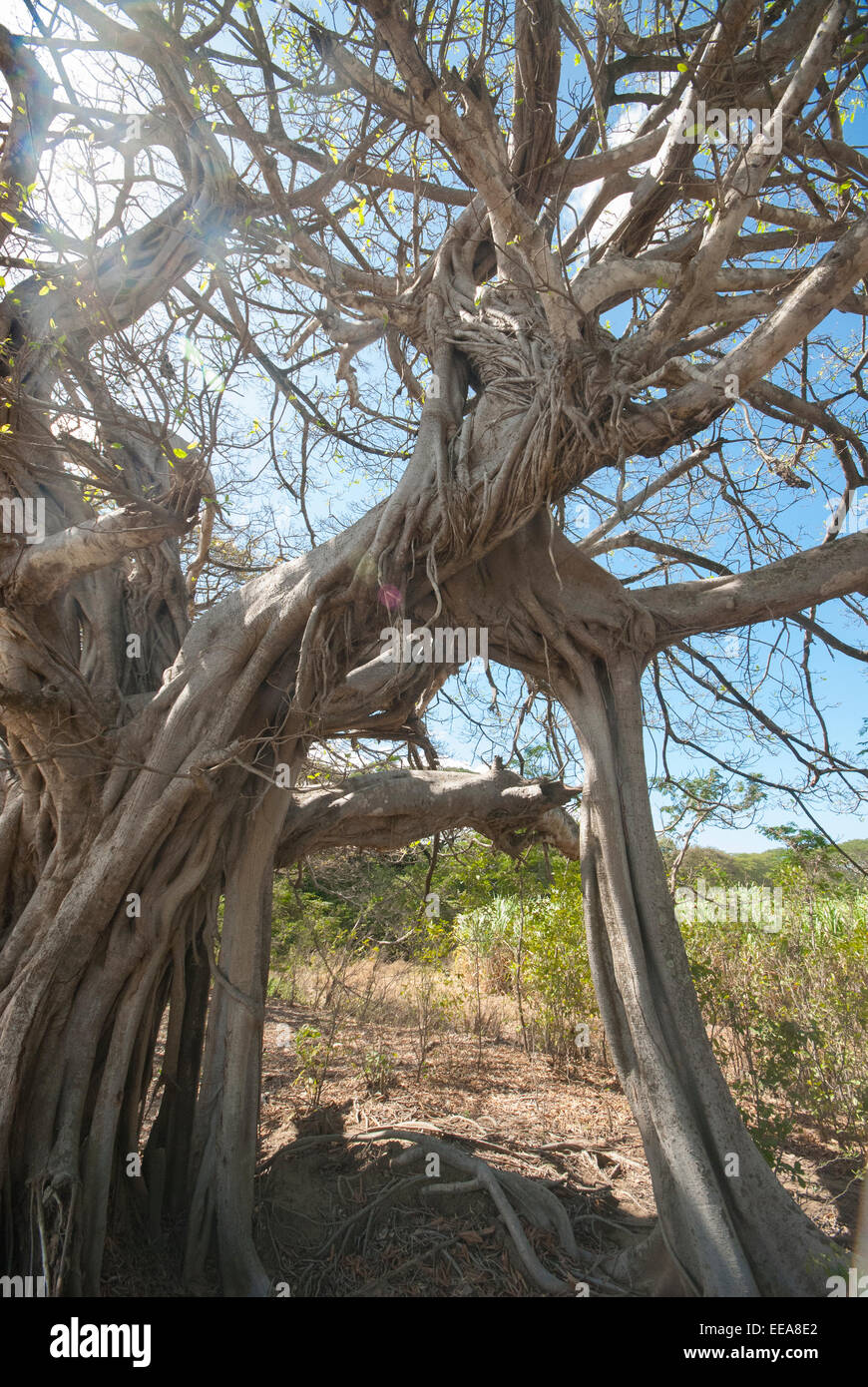 Tree of Costa Rica Stock Photo - Alamy