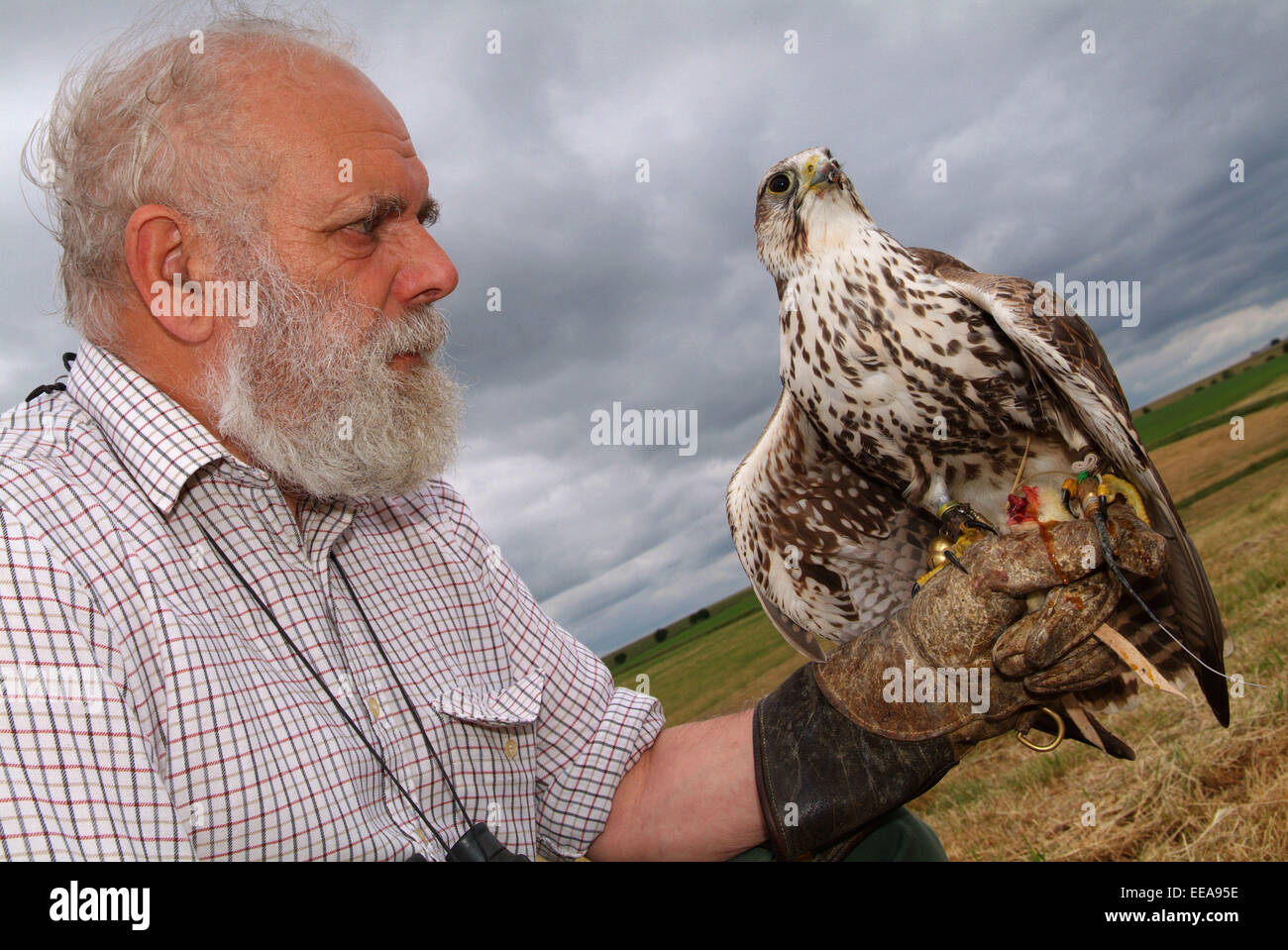 Falconer Jim Chick with his Saker Falcon Stock Photo - Alamy