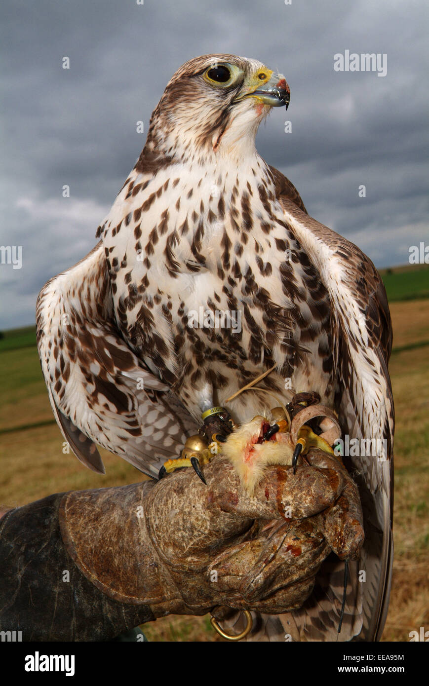 Falconer Jim Chick with his Saker Falcon Stock Photo - Alamy