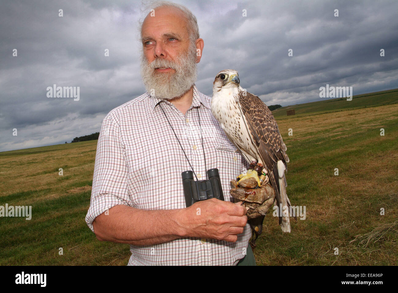 Falconer Jim Chick with his Saker Falcon Stock Photo - Alamy