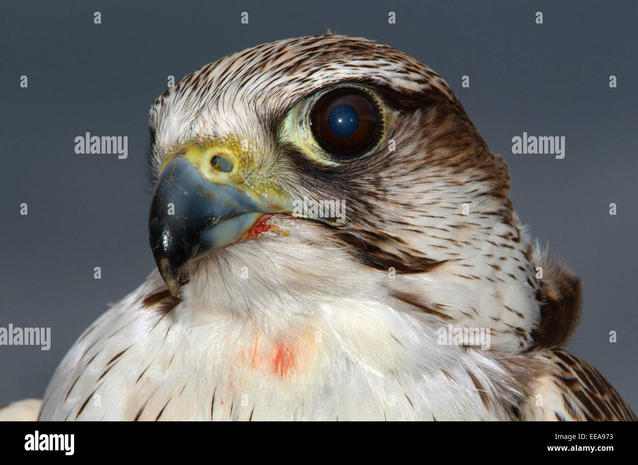 Falconer Jim Chick with his Saker Falcon Stock Photo - Alamy