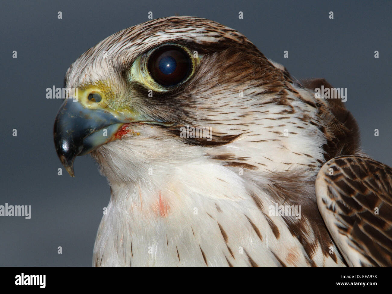 Saker Falcon Uk High Resolution Stock Photography and Images - Alamy