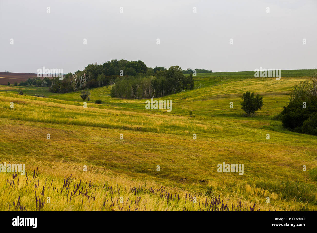 field of spring grass and forest Stock Photo - Alamy