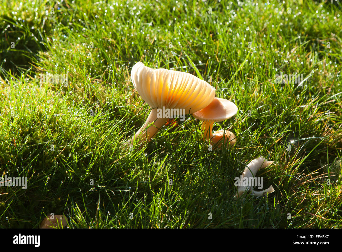 Golden Waxcap ( Hygrocybe chlorophana) fungi growing on a lawn of a ...