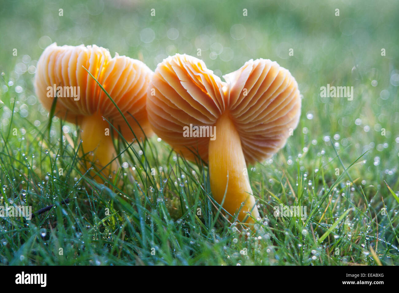 Golden Waxcap ( Hygrocybe chlorophana) fungi growing on a lawn of a ...