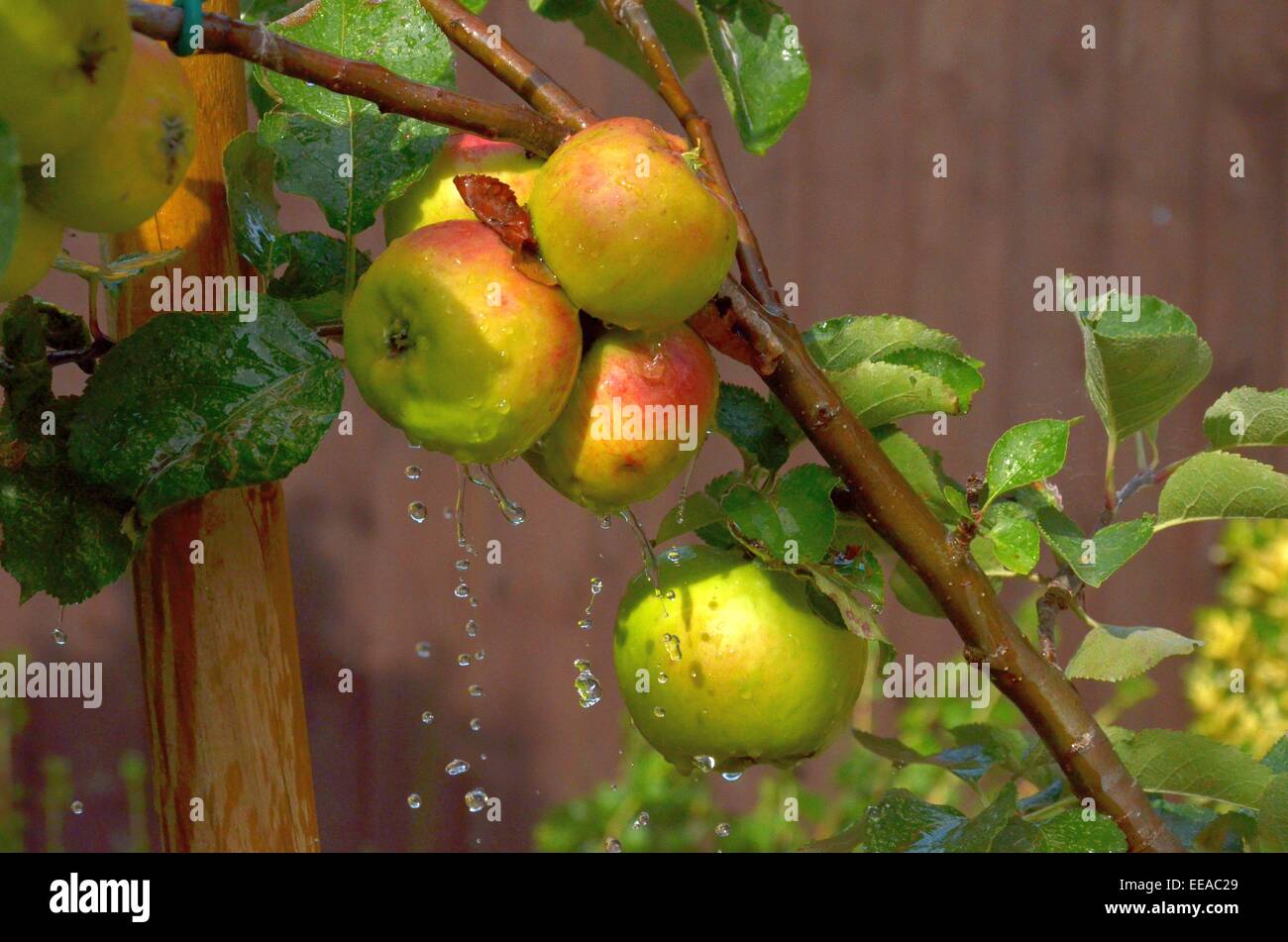 APPLES IN THE RAIN Stock Photo - Alamy