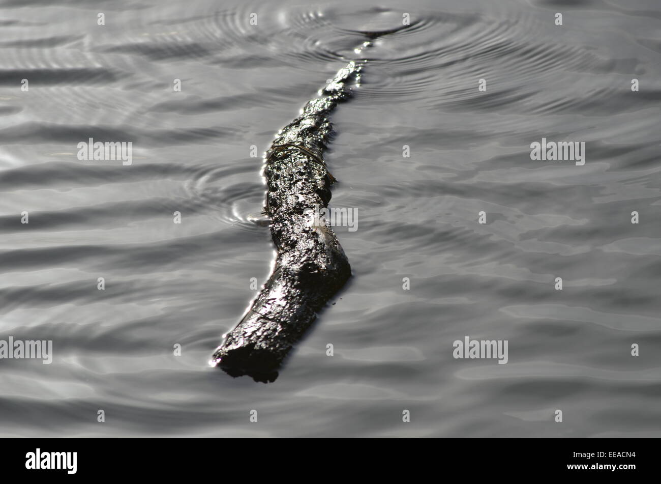 Floating log hi-res stock photography and images - Alamy