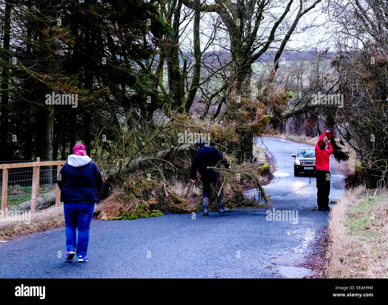 Road Block Tree High Resolution Stock Photography and Images - Alamy