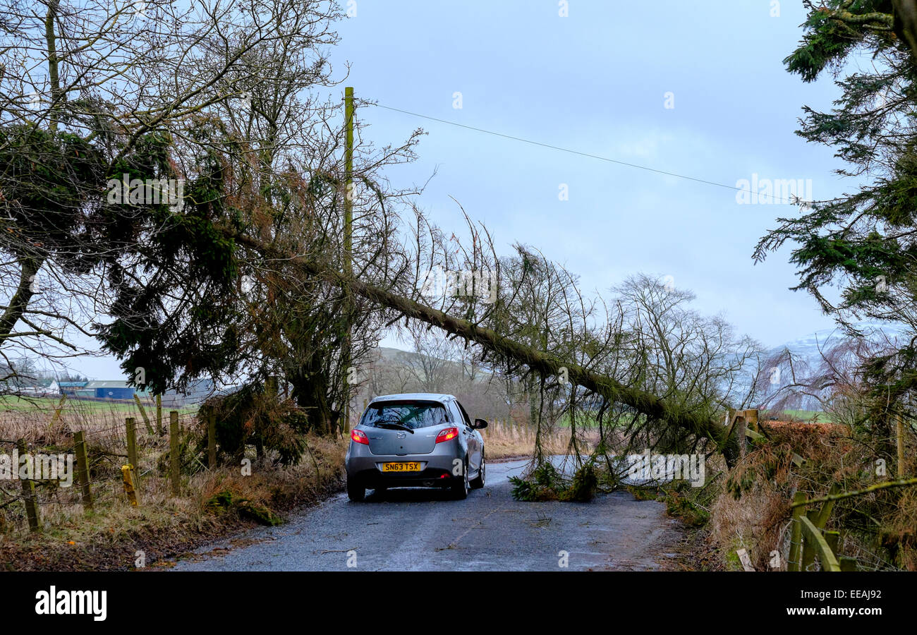 Car blocked tree hi-res stock photography and images - Alamy