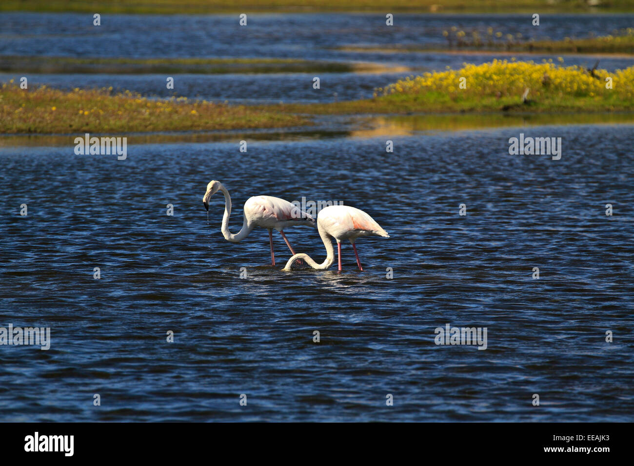 Greater flamingo (Phoenicopterus roseus) birds in shallow water at ...