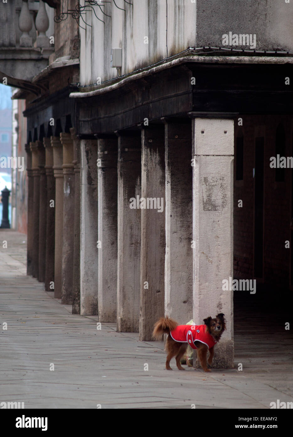 Well dressed dog hi-res stock photography and images - Alamy
