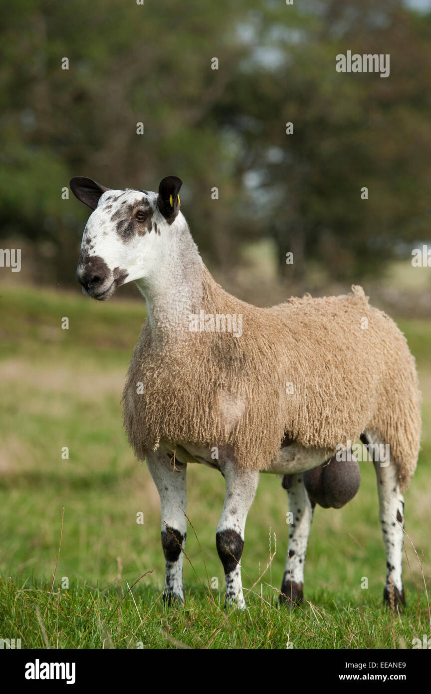Blue faced leicester ram lamb hi-res stock photography and images - Alamy