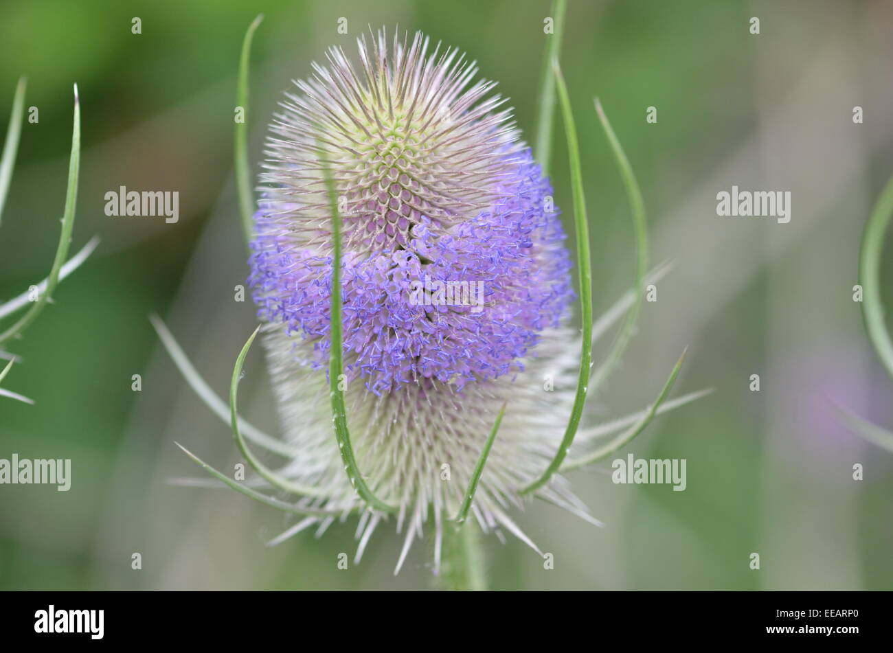 Thistle colored hi-res stock photography and images - Alamy