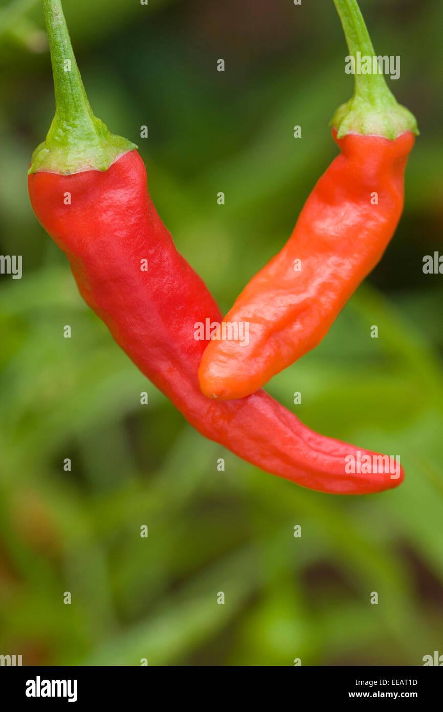 Red chillies plant hi-res stock photography and images - Alamy