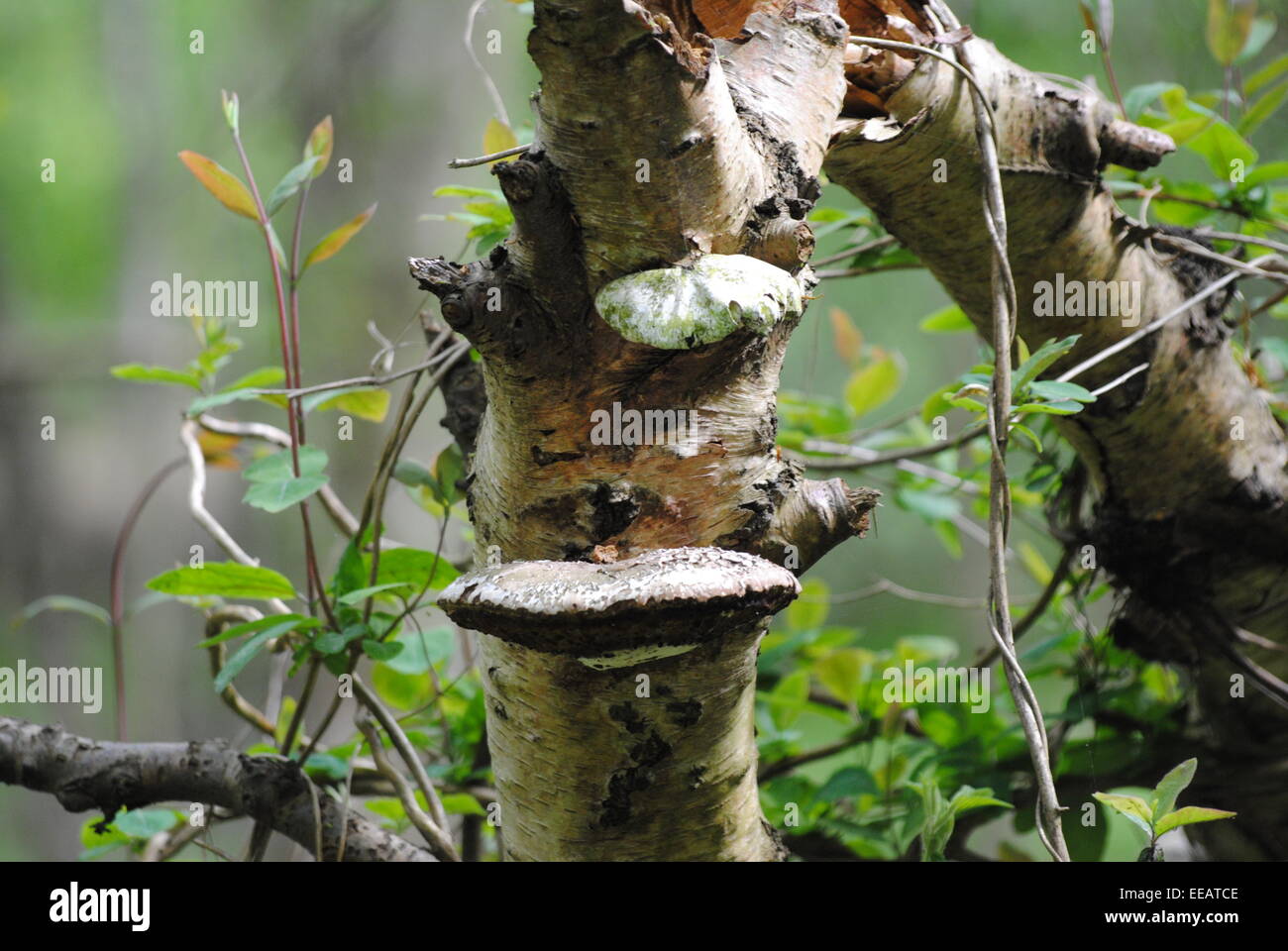 Just above the fungi two types of different fungus hi-res stock ...