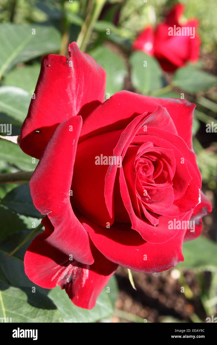 Intense red red hi-res stock photography and images - Alamy