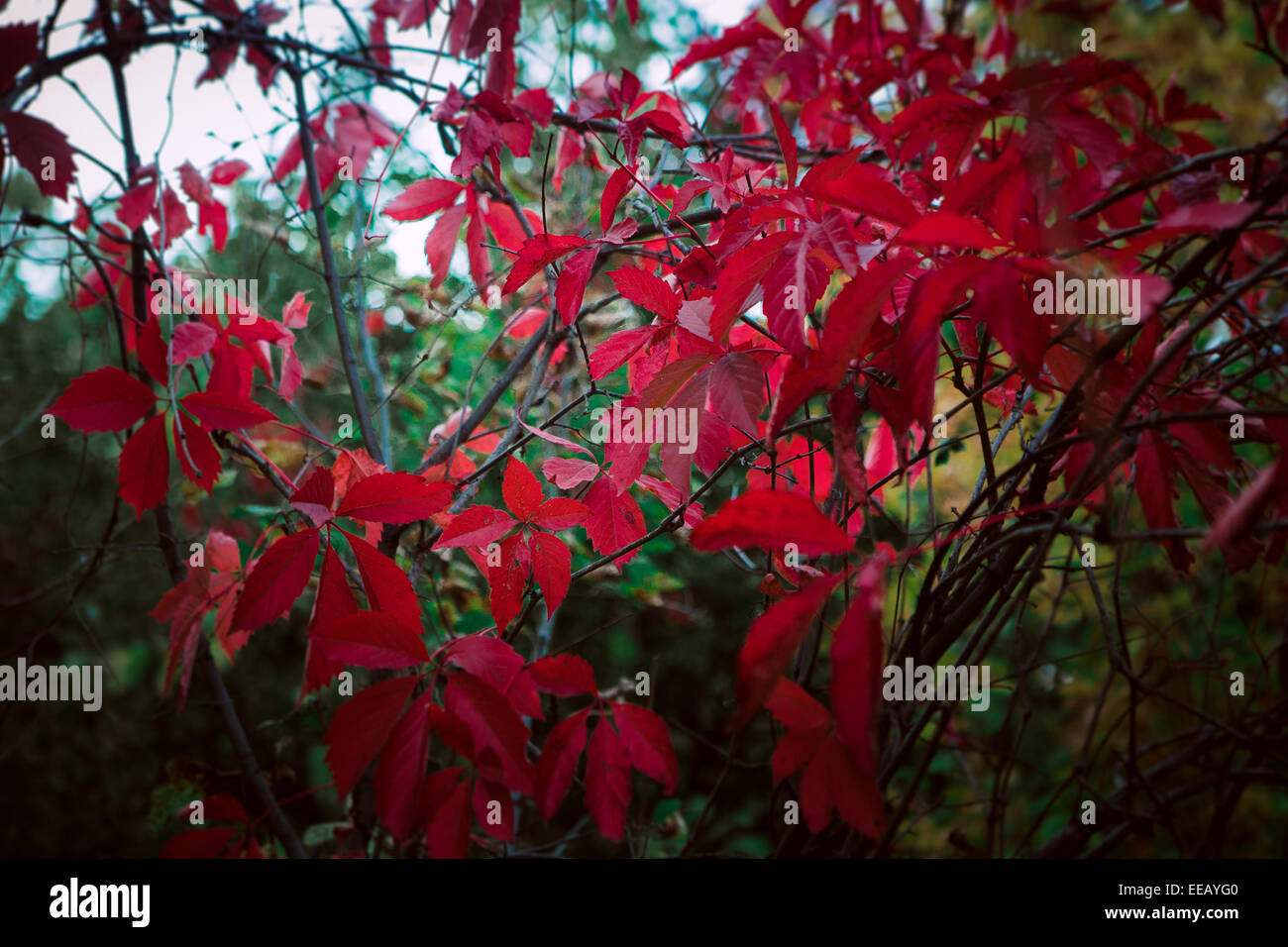 Nice trees autumn in the city Stock Photo - Alamy