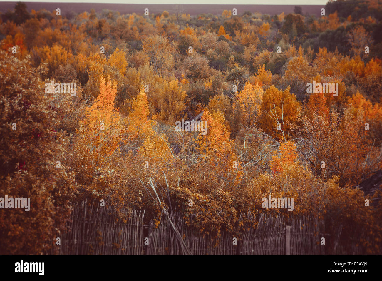 Park de hoge veluwe autumn hi-res stock photography and images - Alamy