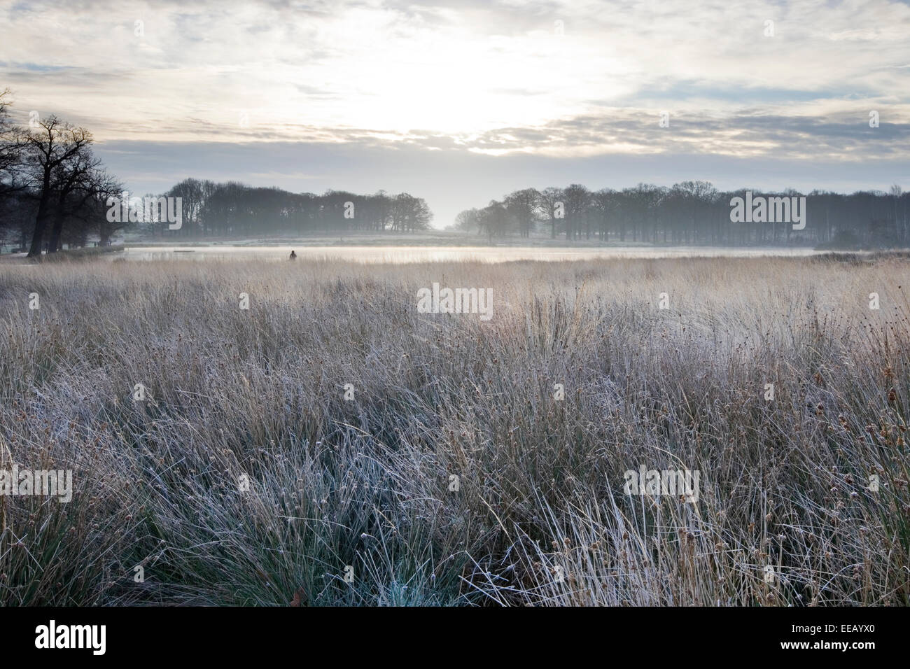 Misty morning in Richmond Park, London, United Kingdom Stock Photo - Alamy