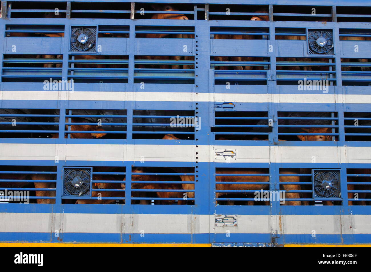 Detailed view of a truck for calf transportation Stock Photo - Alamy
