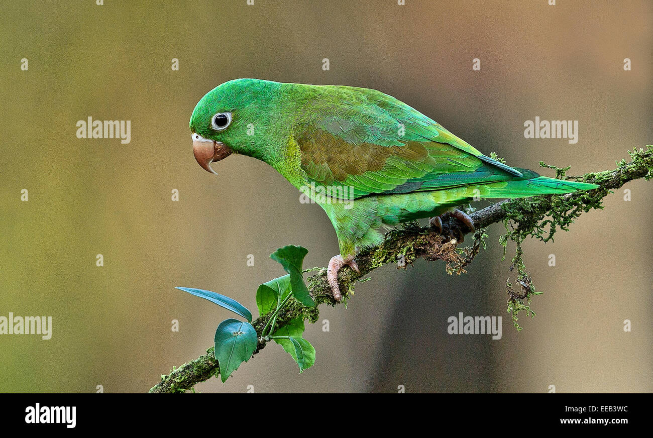 American parakeet hi-res stock photography and images - Alamy