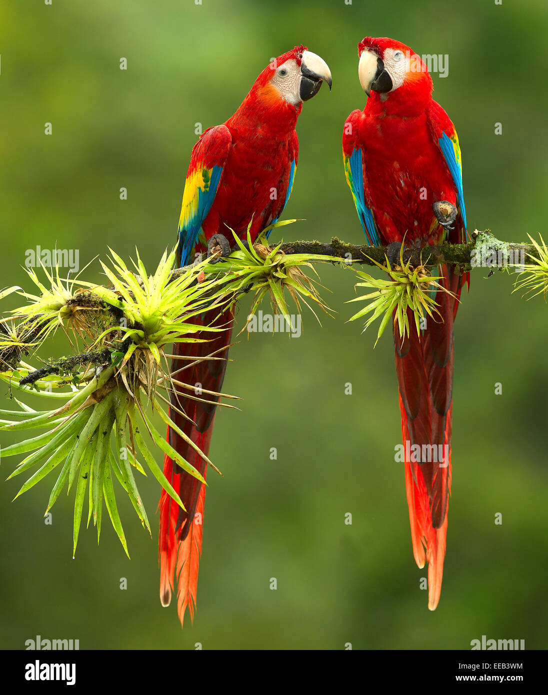 Pair Scarlet Macaws Stock Photo - Alamy