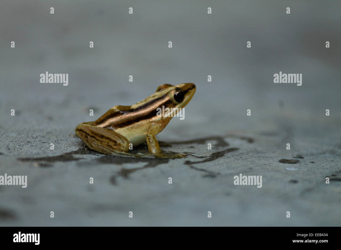Golden frog hi-res stock photography and images - Alamy